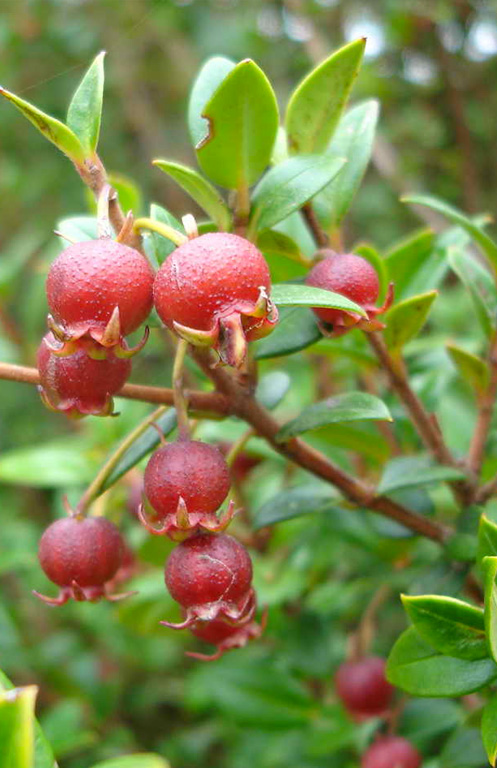 Los berries, su importancia alimentaria y nutricional, especialmente en ...
